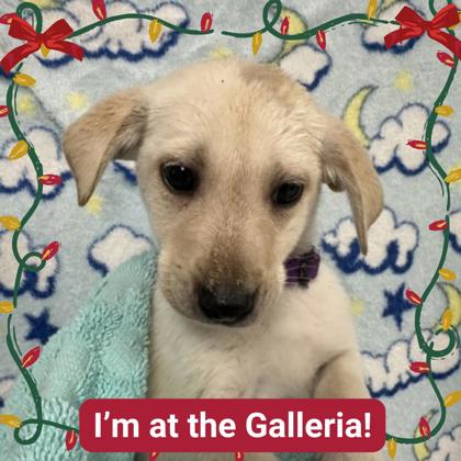 Time Machine | Operation Kindness Humane Society